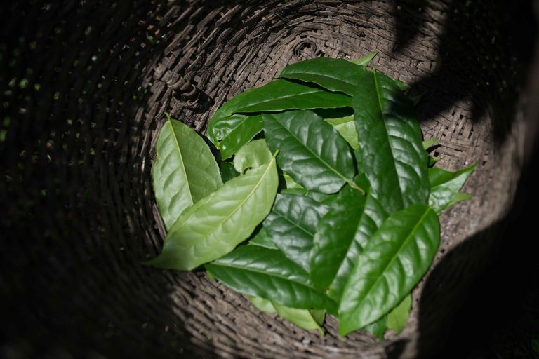 Guayusa Leaves | A Guide To The Amazonian Superleaf | Ayusa Tea