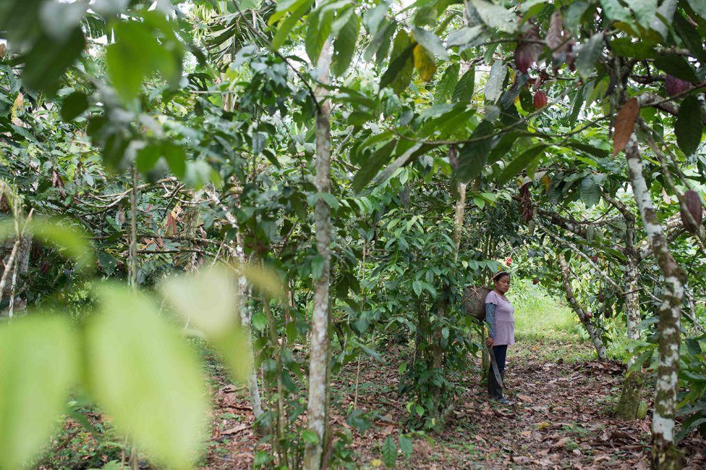 The Origins Of Our Guayusa Tea