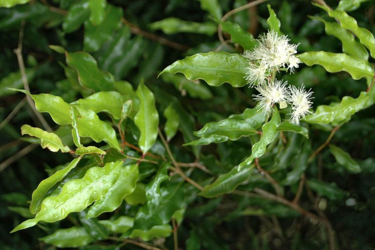 What is Anise Myrtle?
