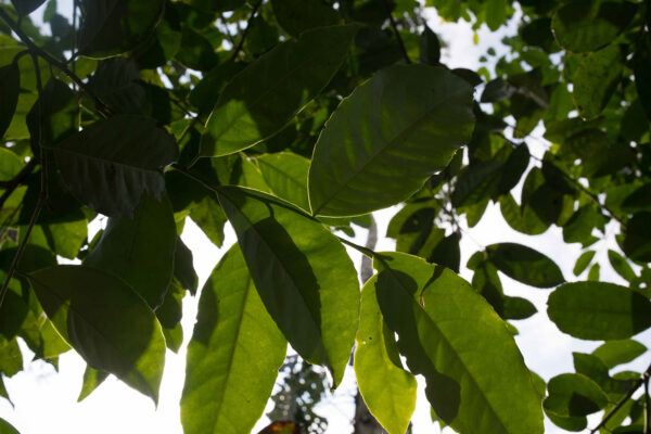 What Is Guayusa Tea?